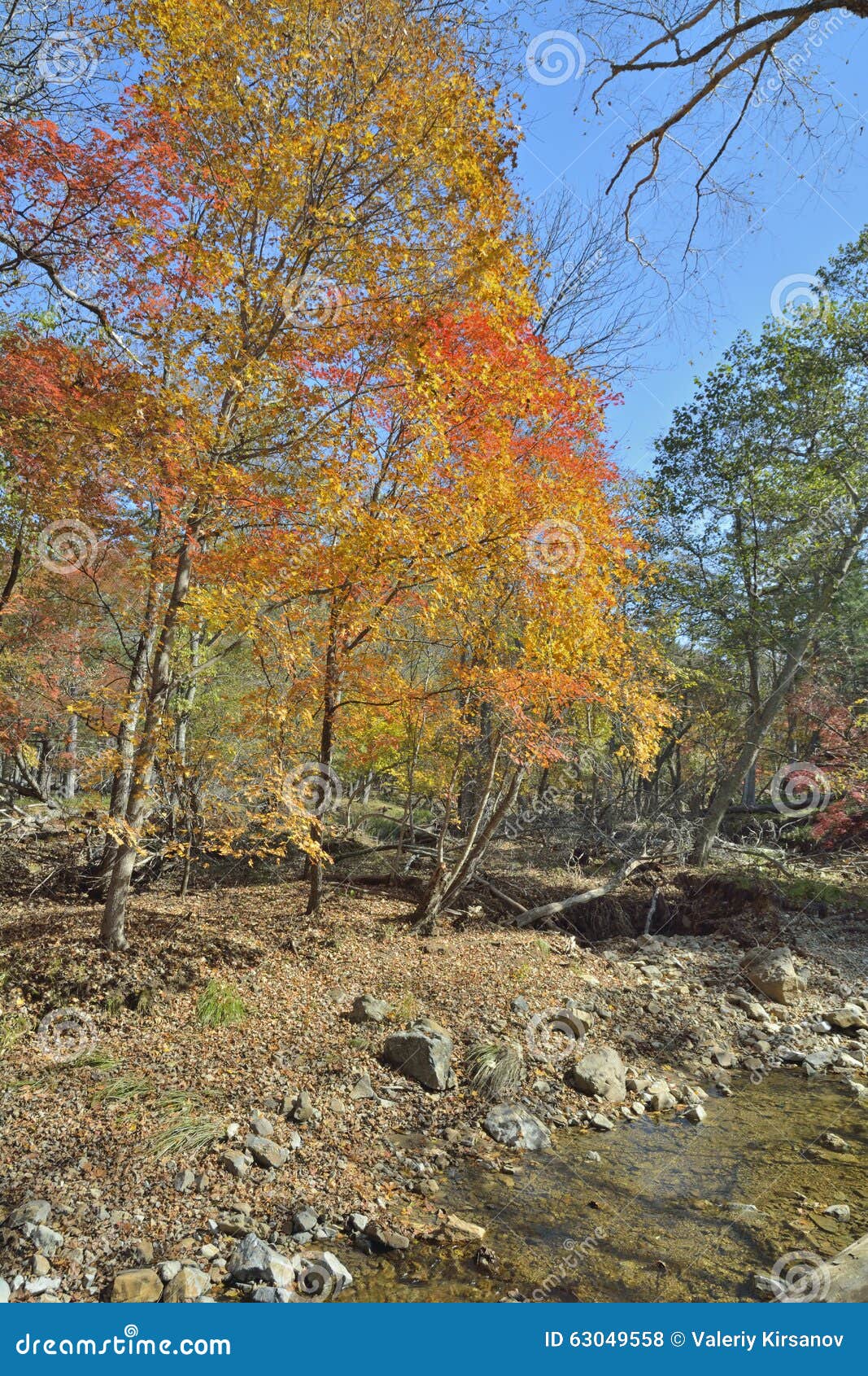 Autumn maples 16 stock photo. Image of nature, gold, wild - 63049558