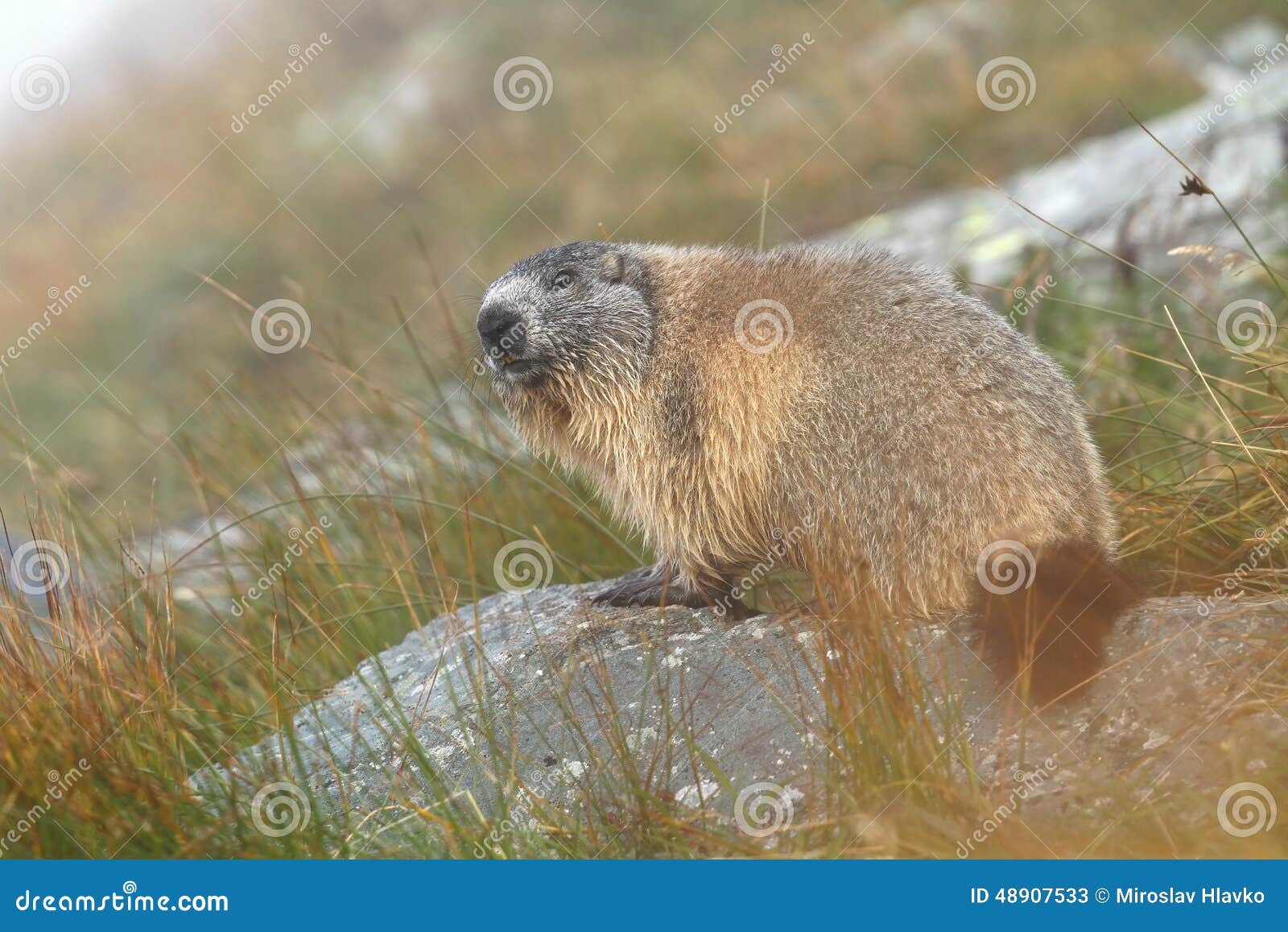 Autumn marmot stock image. Image of animal, adorable - 48907533
