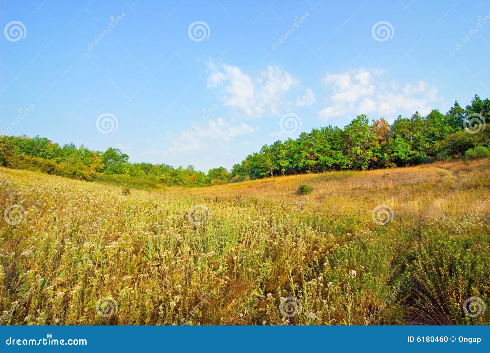 Autumn meadow stock photo. Image of hill, autumn, lush - 6180460