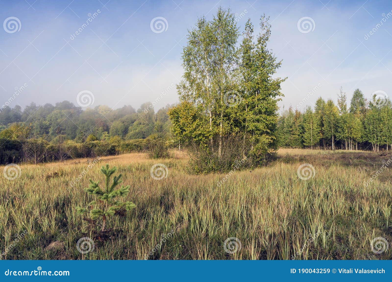 Autumn meadow. Bush stock image. Image of wood, belarus - 190043259
