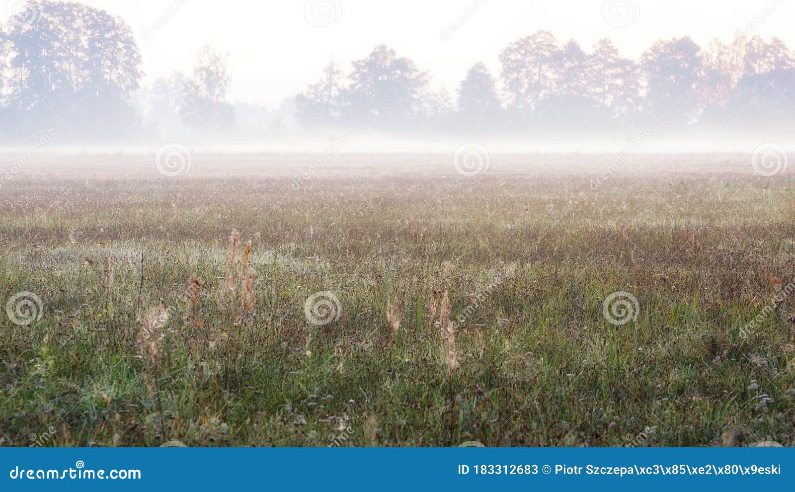 An Autumn Meadow Covered with a Cobweb, Dew and Fog. Stock Image ...