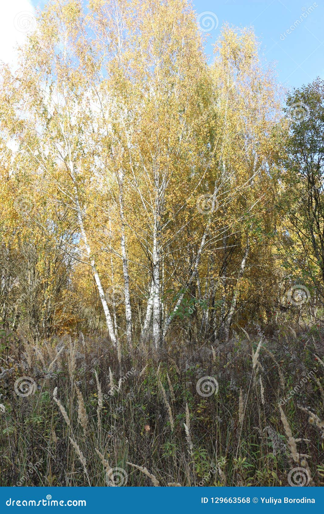 Autumn Meadow is at the Edge of the Forest Stock Photo - Image of trees ...