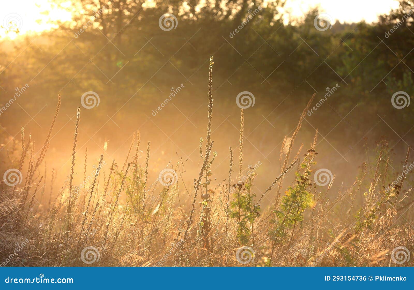Autumn Meadow in Morning Light Stock Photo - Image of season, warm ...