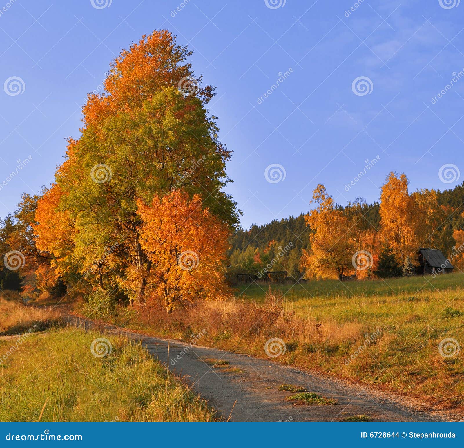 Autumn Meadow, Road and Trees Stock Photo - Image of landscape, lane ...