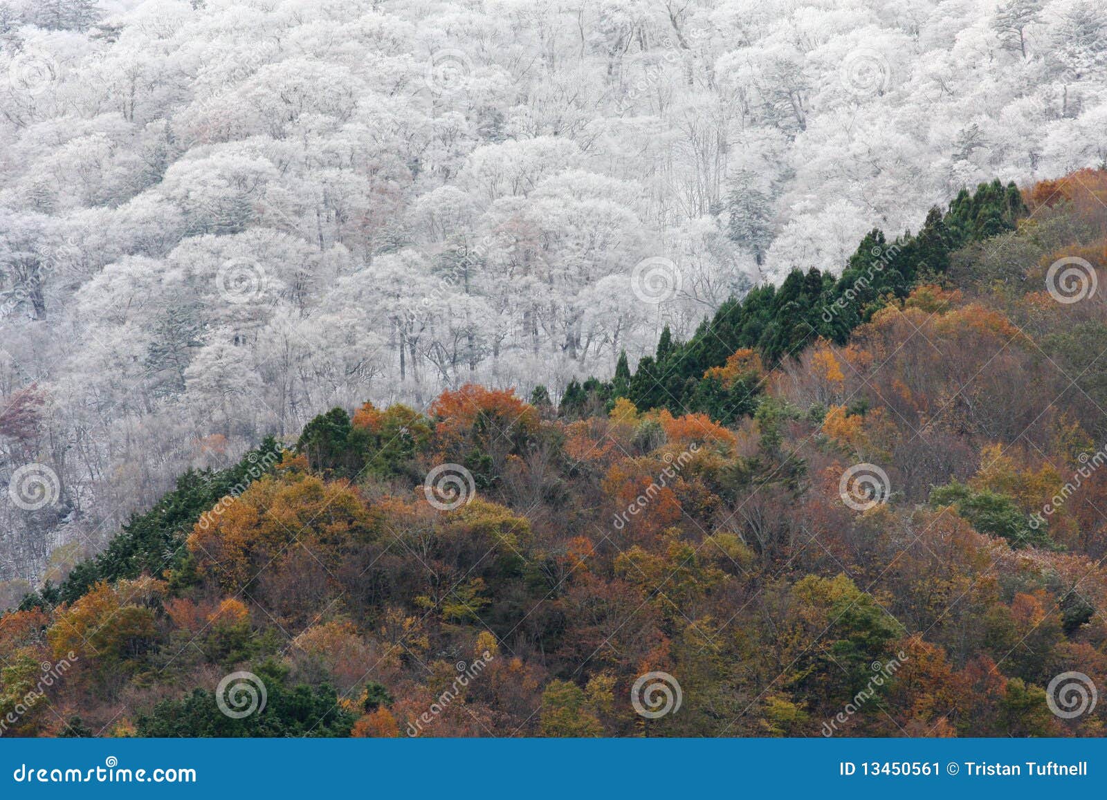 Autumn meets Winter stock image. Image of shikoku, winter - 13450561