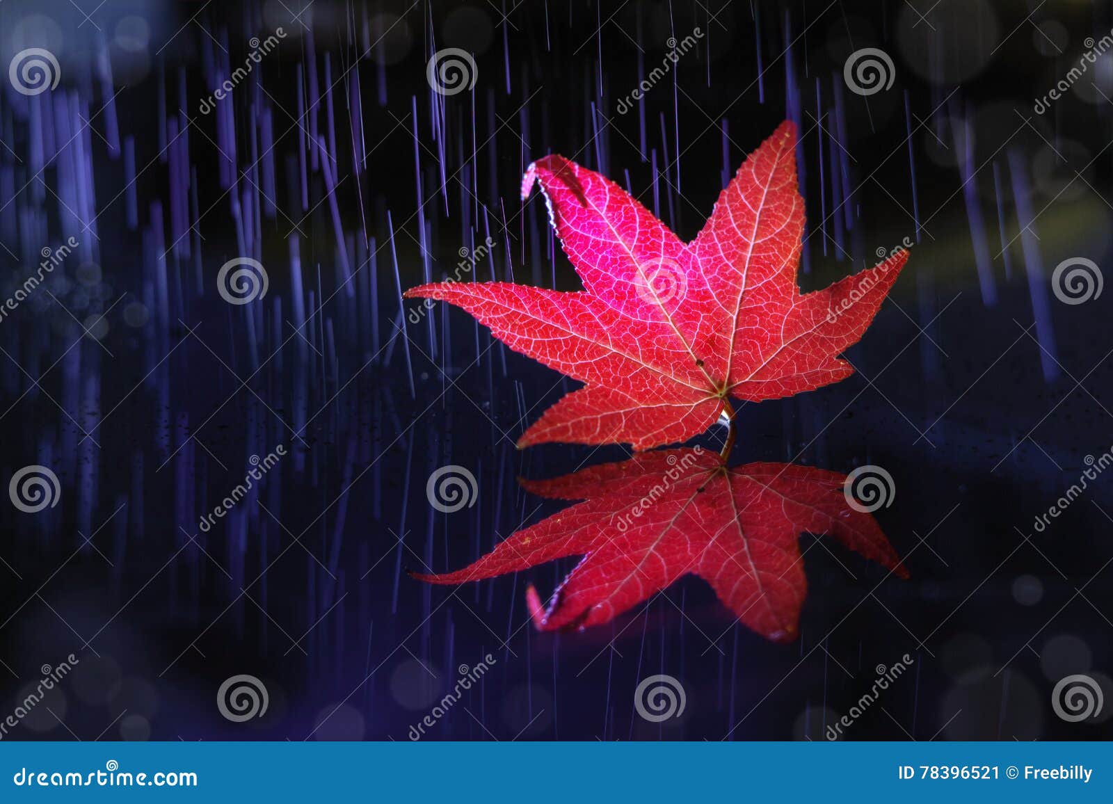 Autumn message stock image. Image of leaf, reflections - 78396521