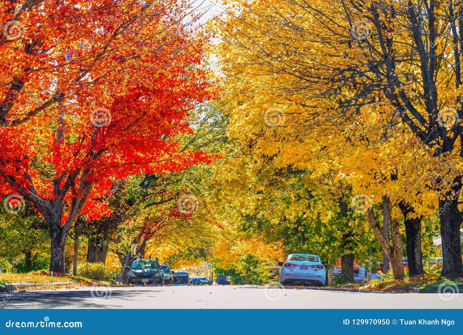 Autumn, Middle of October in New Brunswick, Canada Editorial Image ...