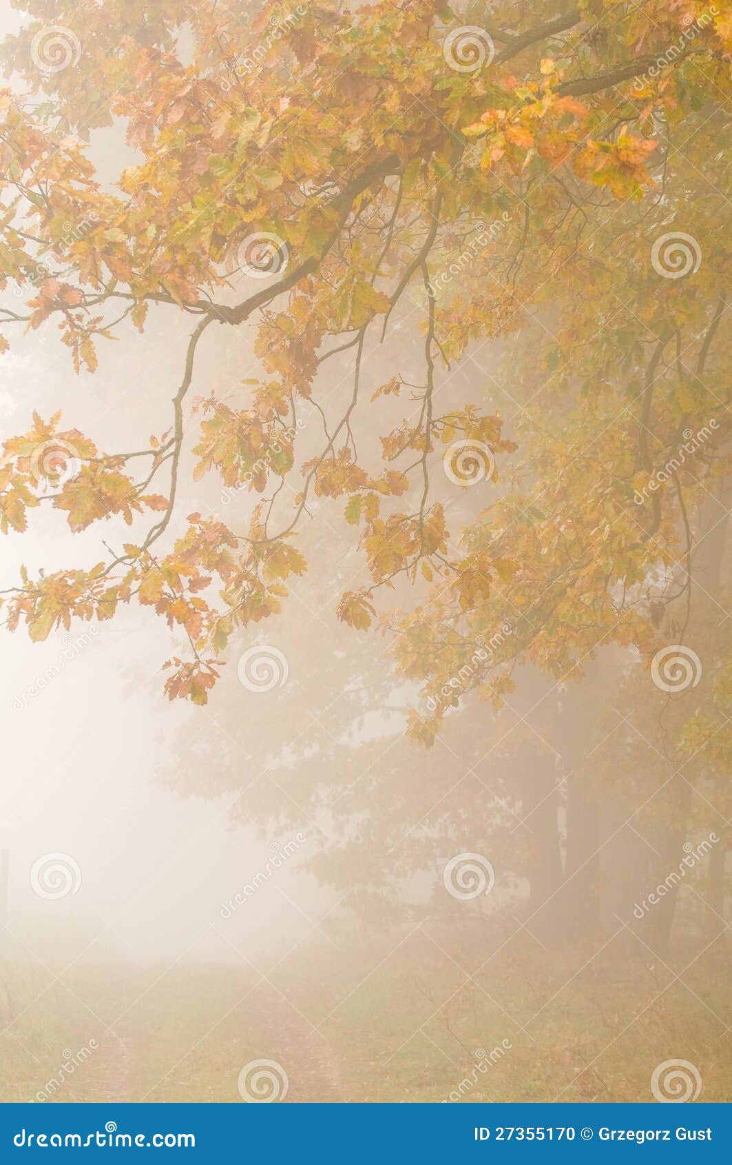 Autumn mist stock photo. Image of leaf, quercus, nature - 27355170