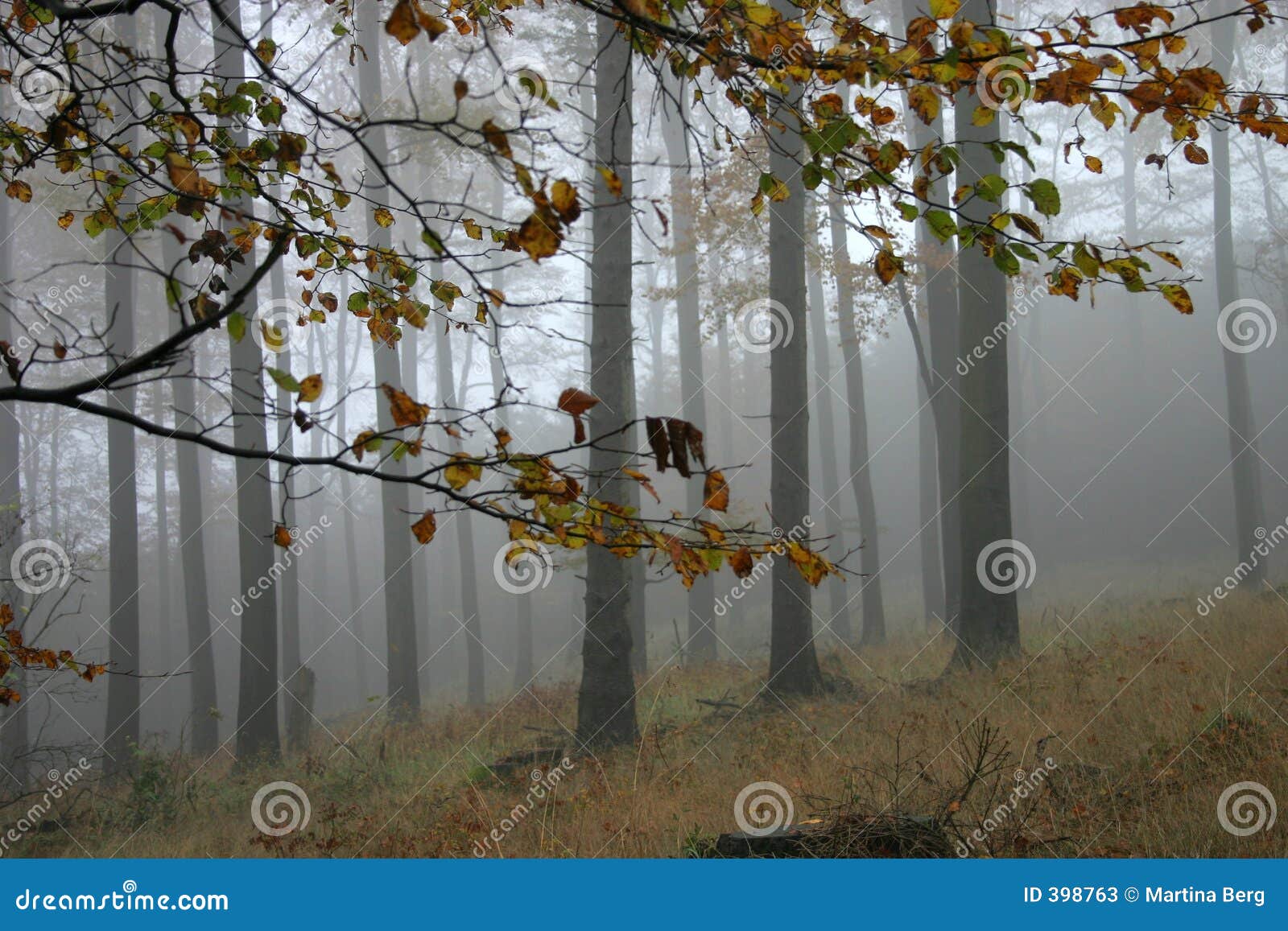 Autumn mist stock image. Image of leaves, park, hardwood - 398763