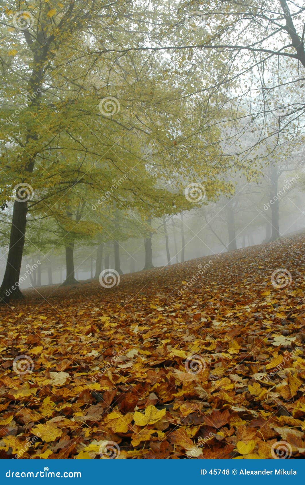 Autumn mist stock photo. Image of haze, color, nature, mist - 45748