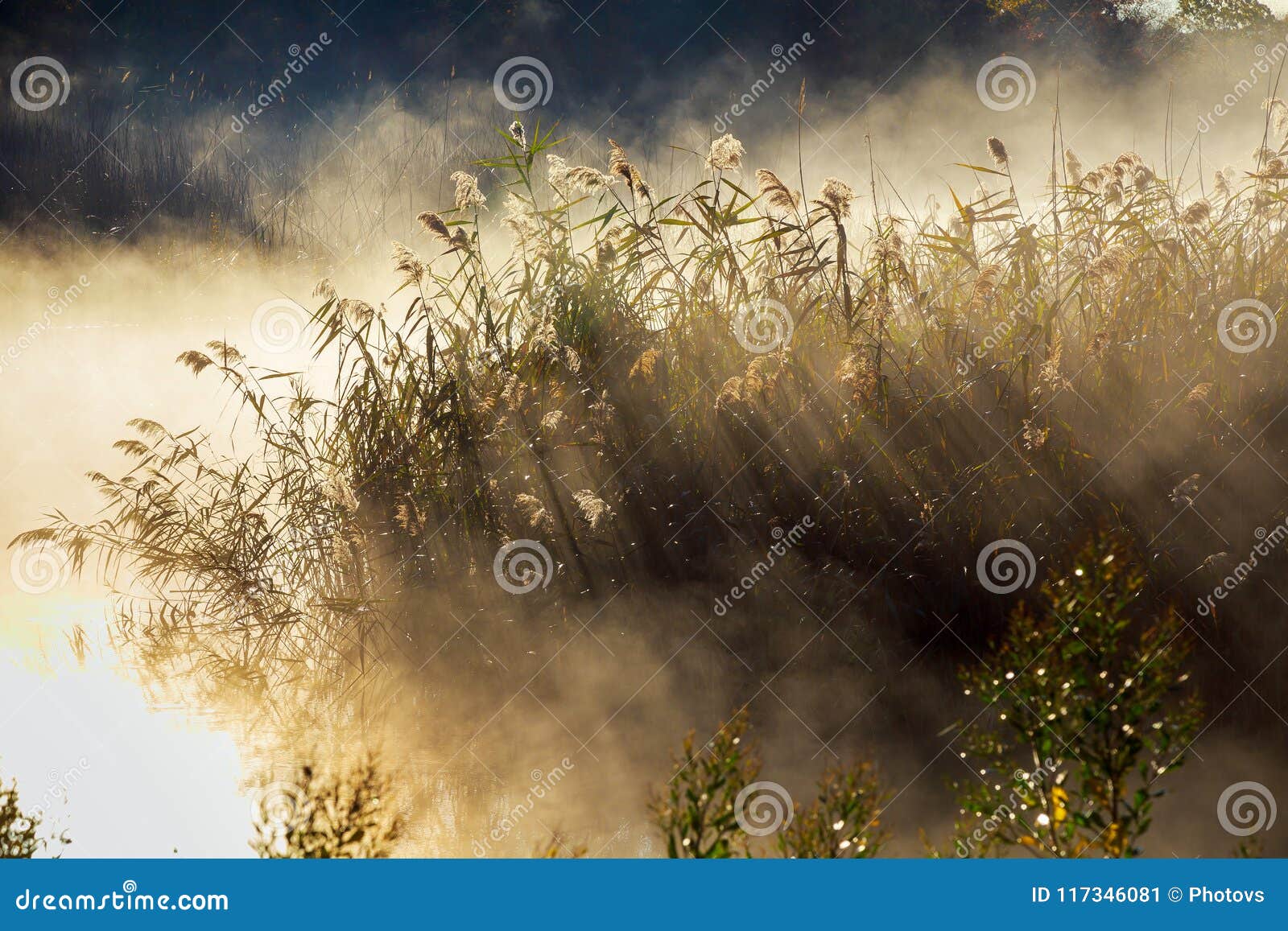 Autumn Mist in a Rainforest Stock Image - Image of leaves, early: 117346081
