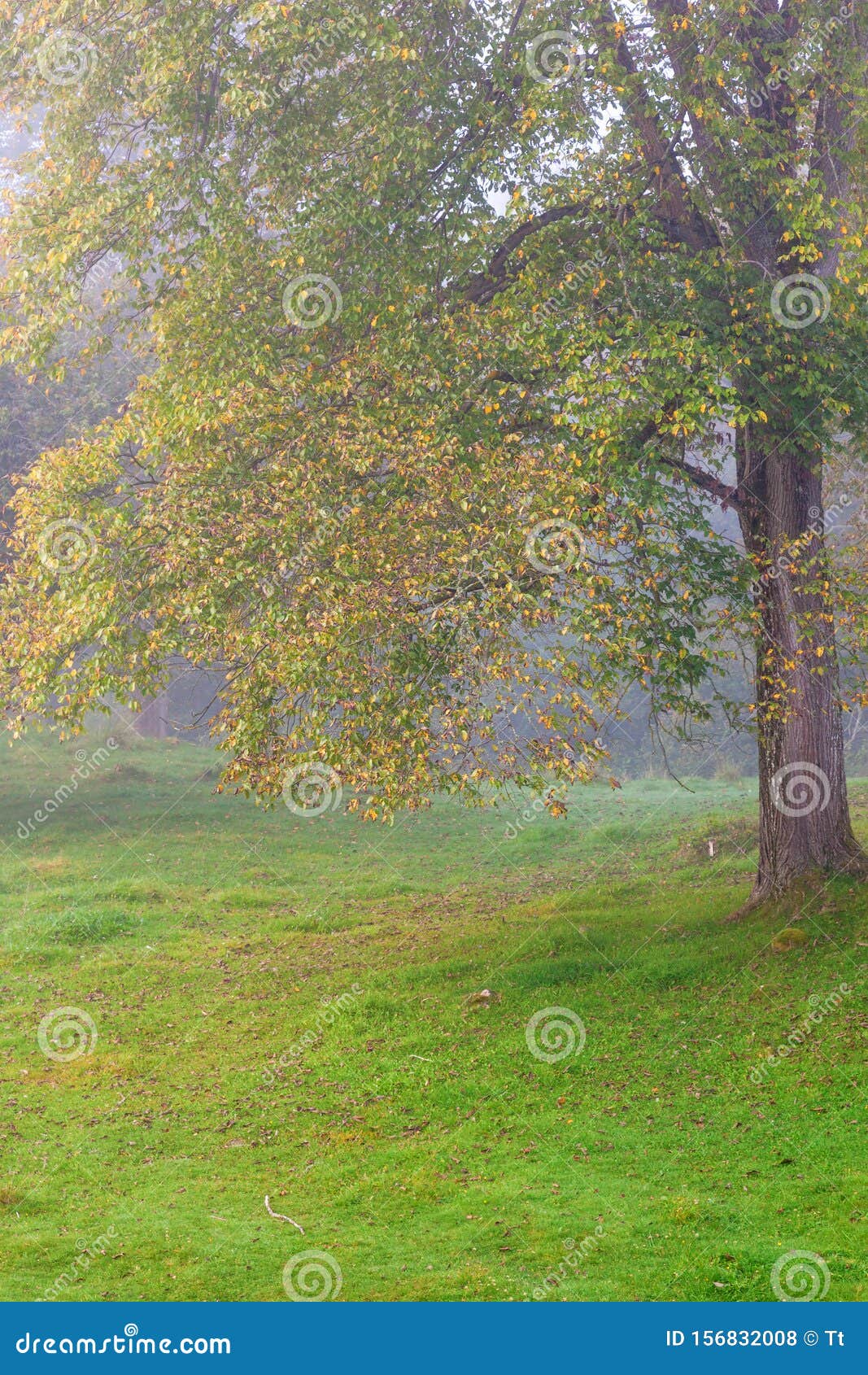 Autumn Mist among the Trees in the Pasture Stock Photo - Image of fall ...