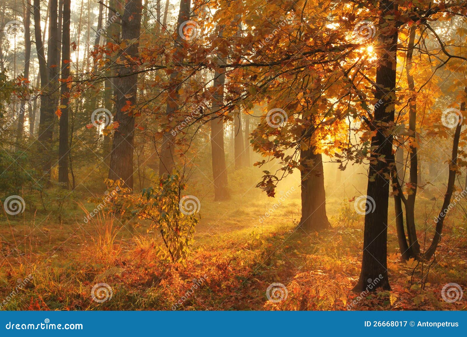 Autumn misty forest stock image. Image of green, forest - 26668017