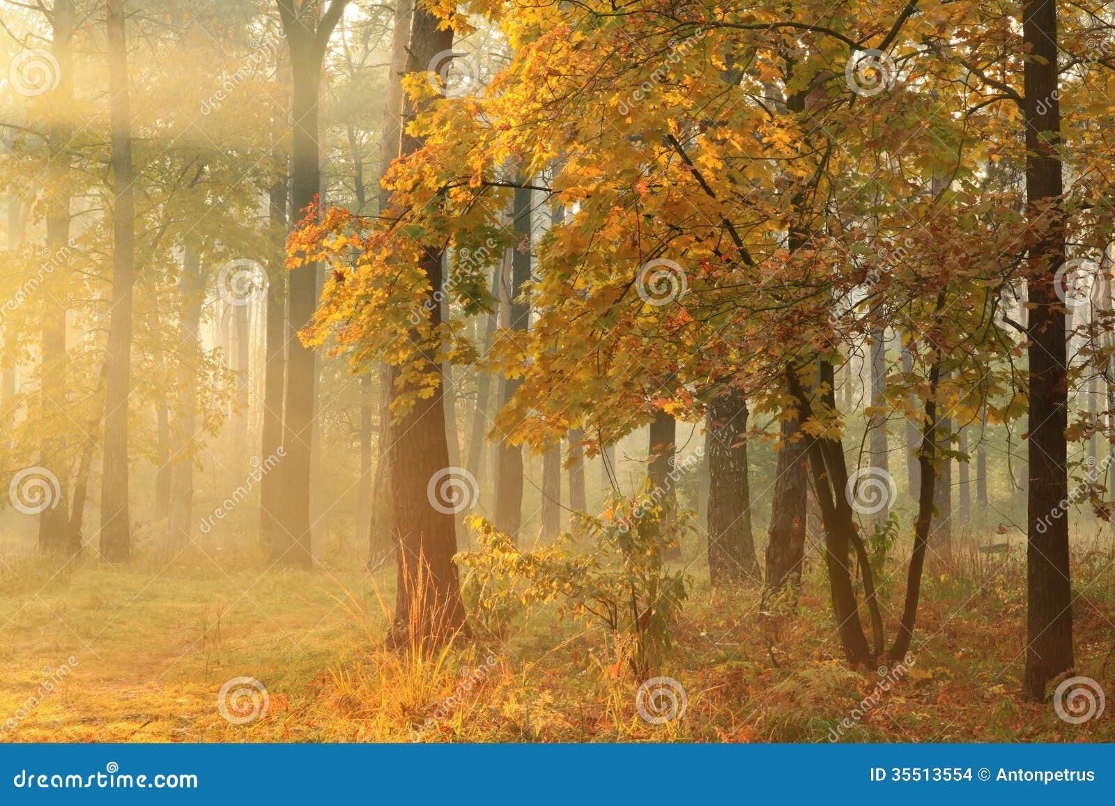 Autumn misty forest stock photo. Image of country, nature - 35513554