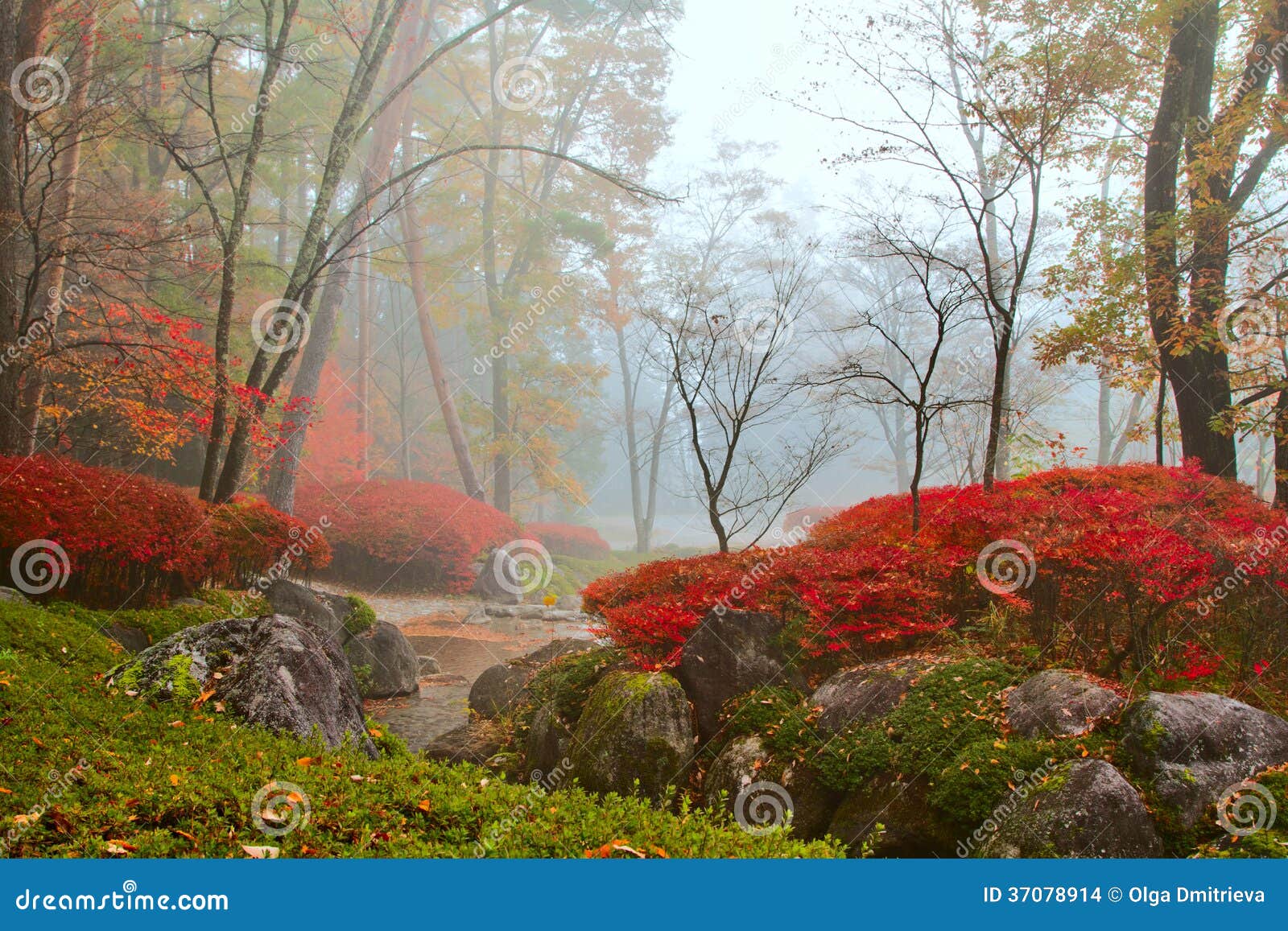 Autumn, misty landscape. stock photo. Image of mystic - 37078914