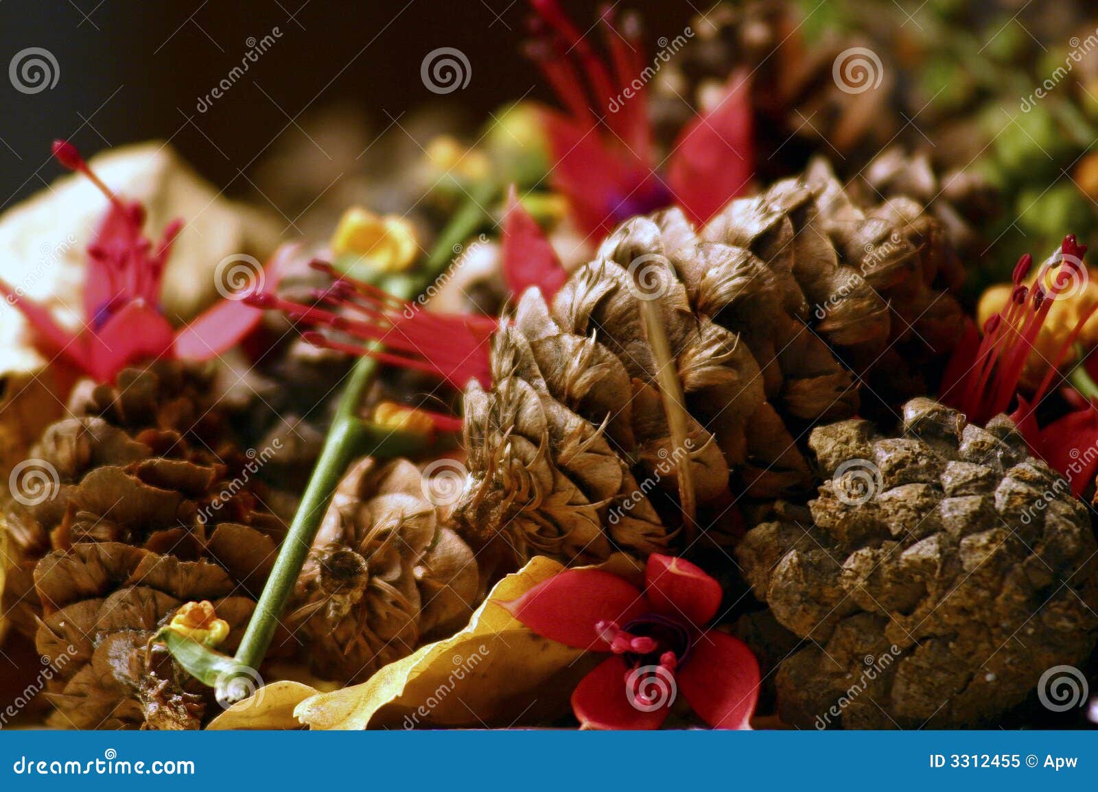 Autumn Mix Display stock image. Image of macro, christmas - 3312455