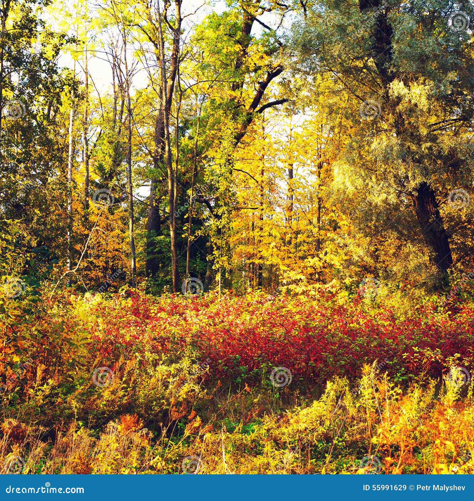 Autumn Mixed Forest stock image. Image of nature, outdoors - 55991629