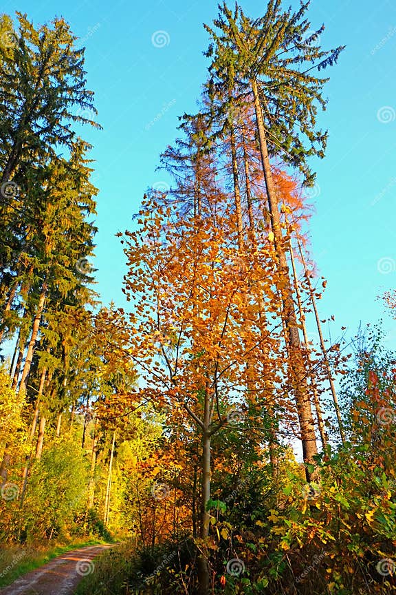 Autumn Mixed Forest on a Blue Sky Background, Vertical Stock Image ...