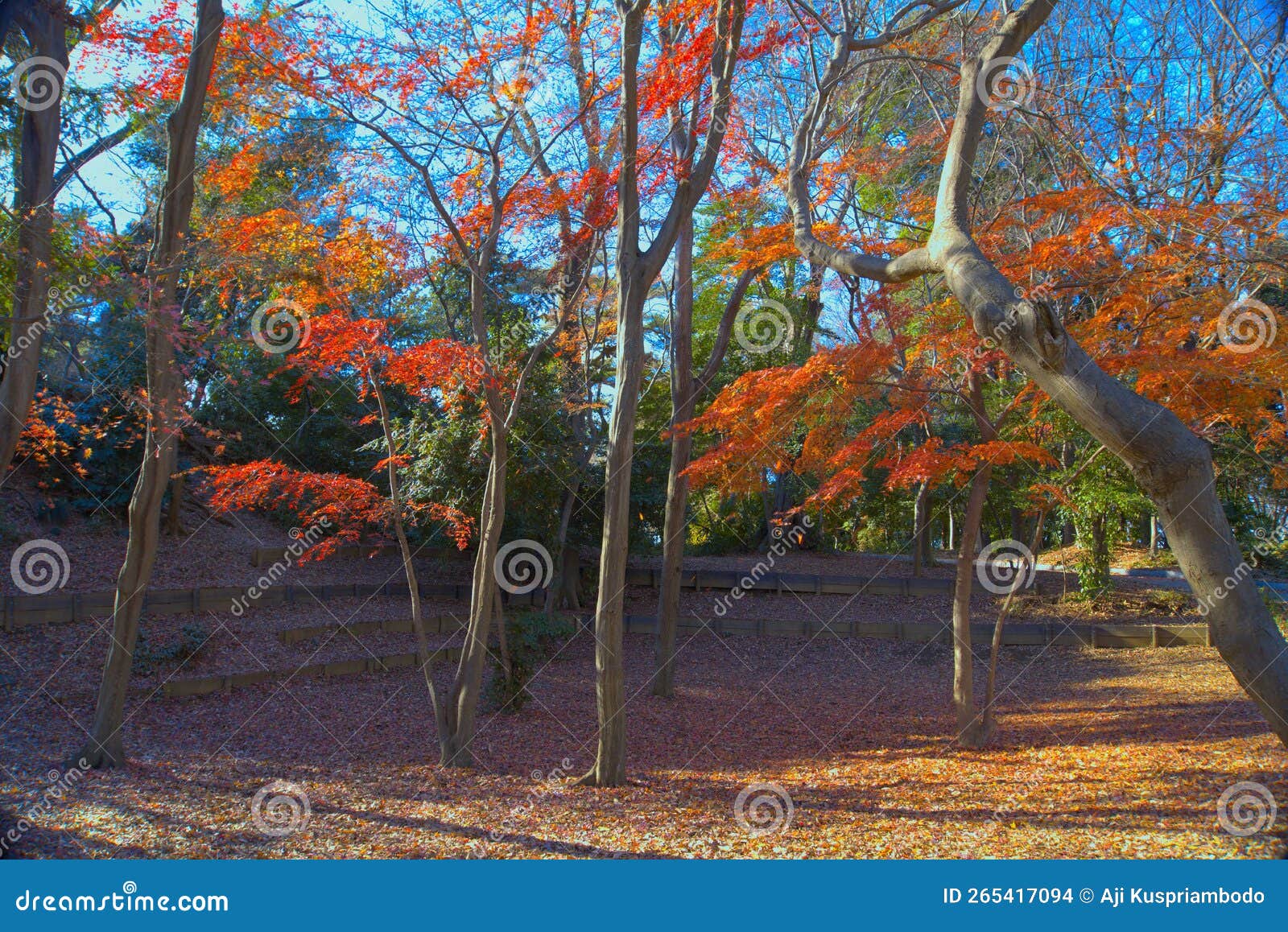 Autumn Momiji Tree in Shakujii Park Stock Photo - Image of tree, momiji ...