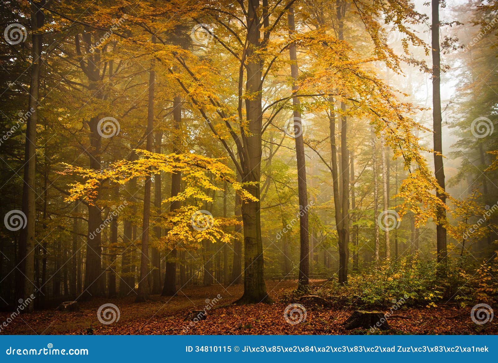 Autumn mood stock image. Image of season, shadow, sunset - 34810115