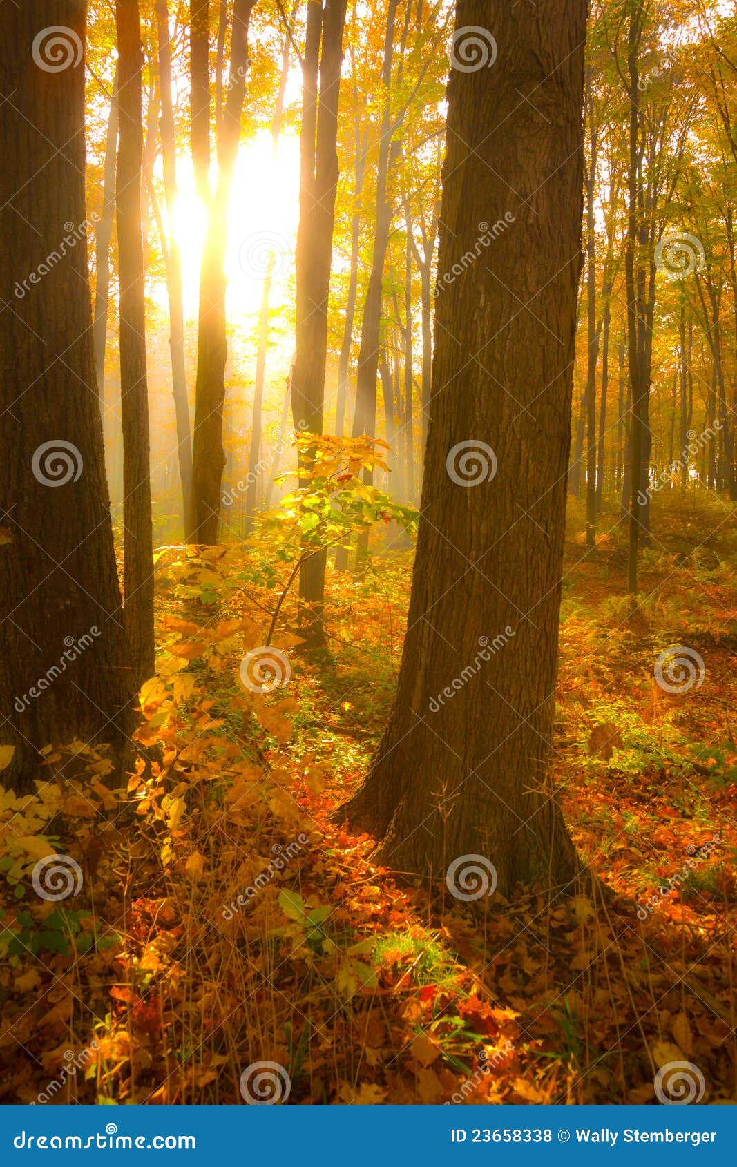 Autumn morning stock photo. Image of leaves, branches - 23658338