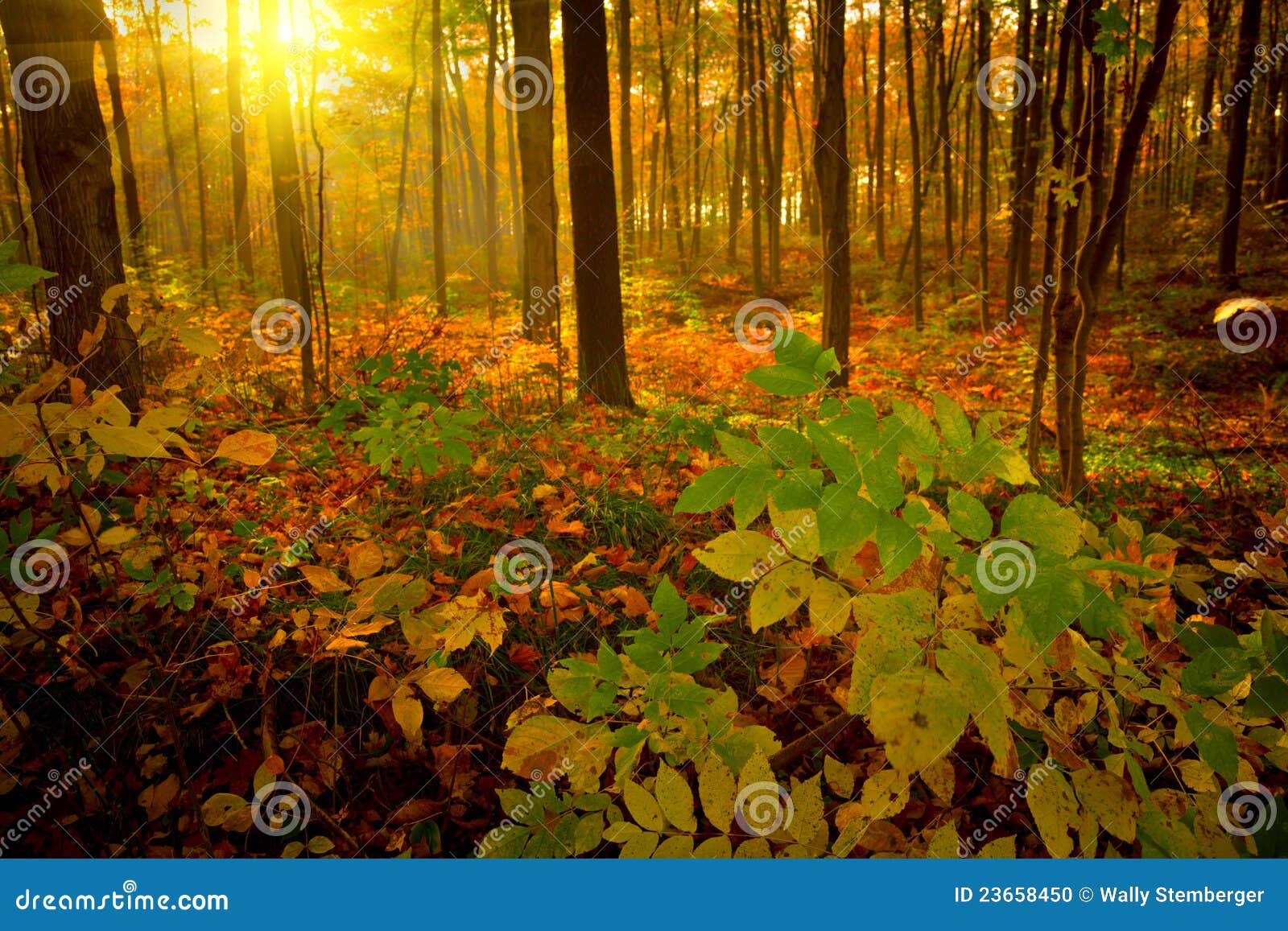 Autumn morning stock photo. Image of october, nature - 23658450