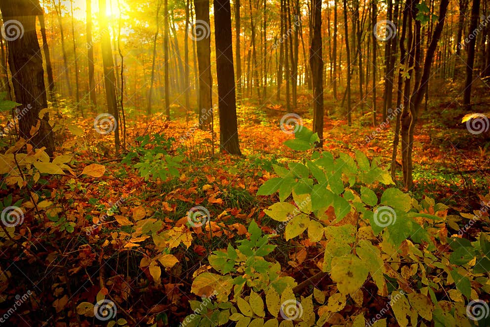 Autumn morning stock photo. Image of october, nature - 23658450