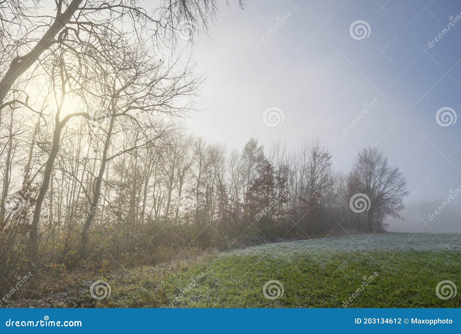 Autumn Morning on a Field with Trees and Morning Glow Stock Photo ...