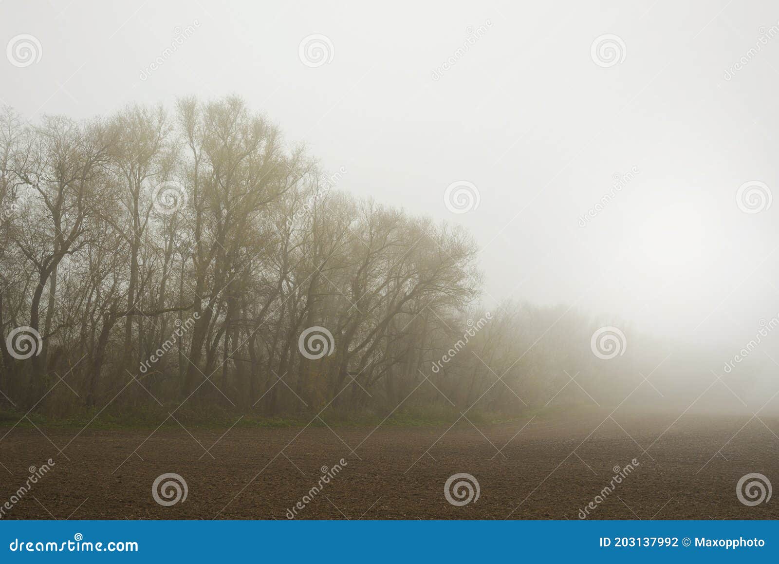 Autumn Morning on a Field with Trees and Morning Glow Stock Photo ...