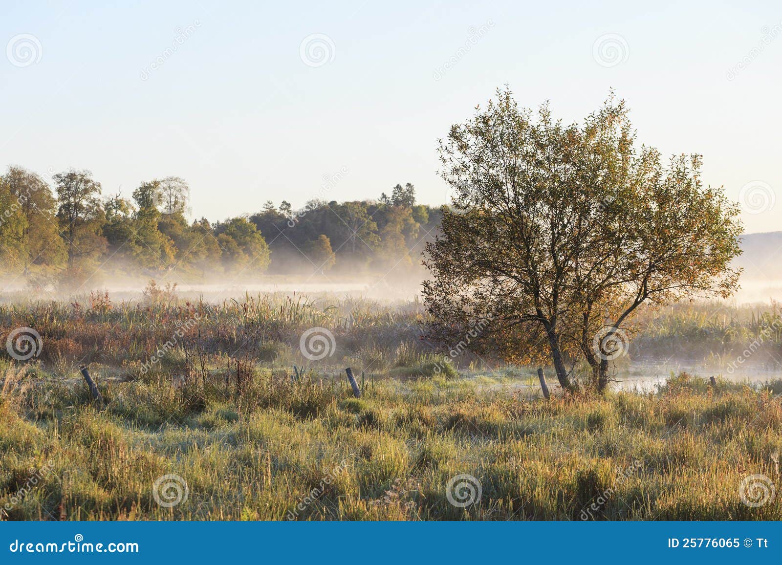 Autumn morning mist stock image. Image of scene, deciduous - 25776065