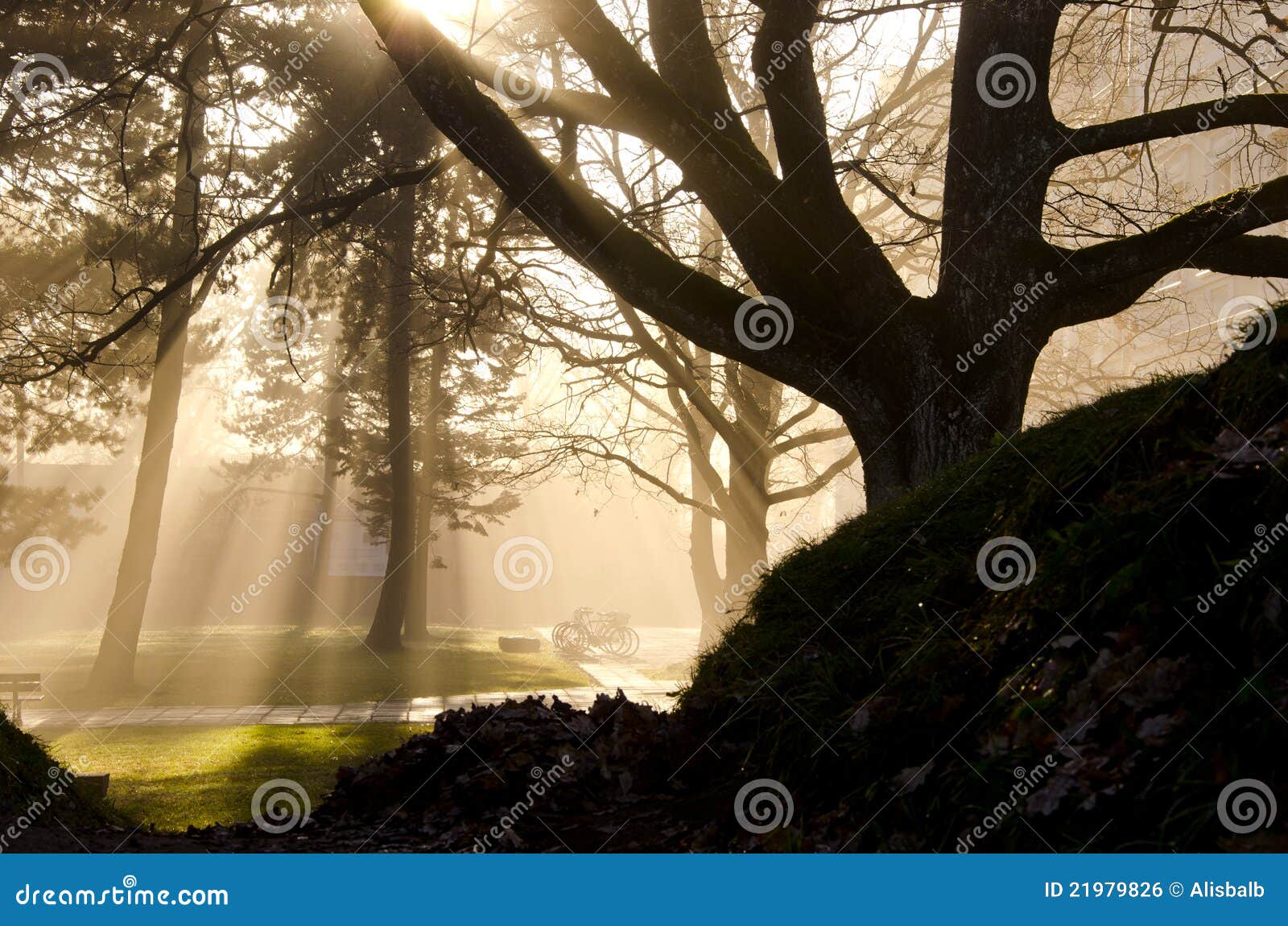 Autumn Morning Mist in the Park Stock Photo - Image of effect, light ...