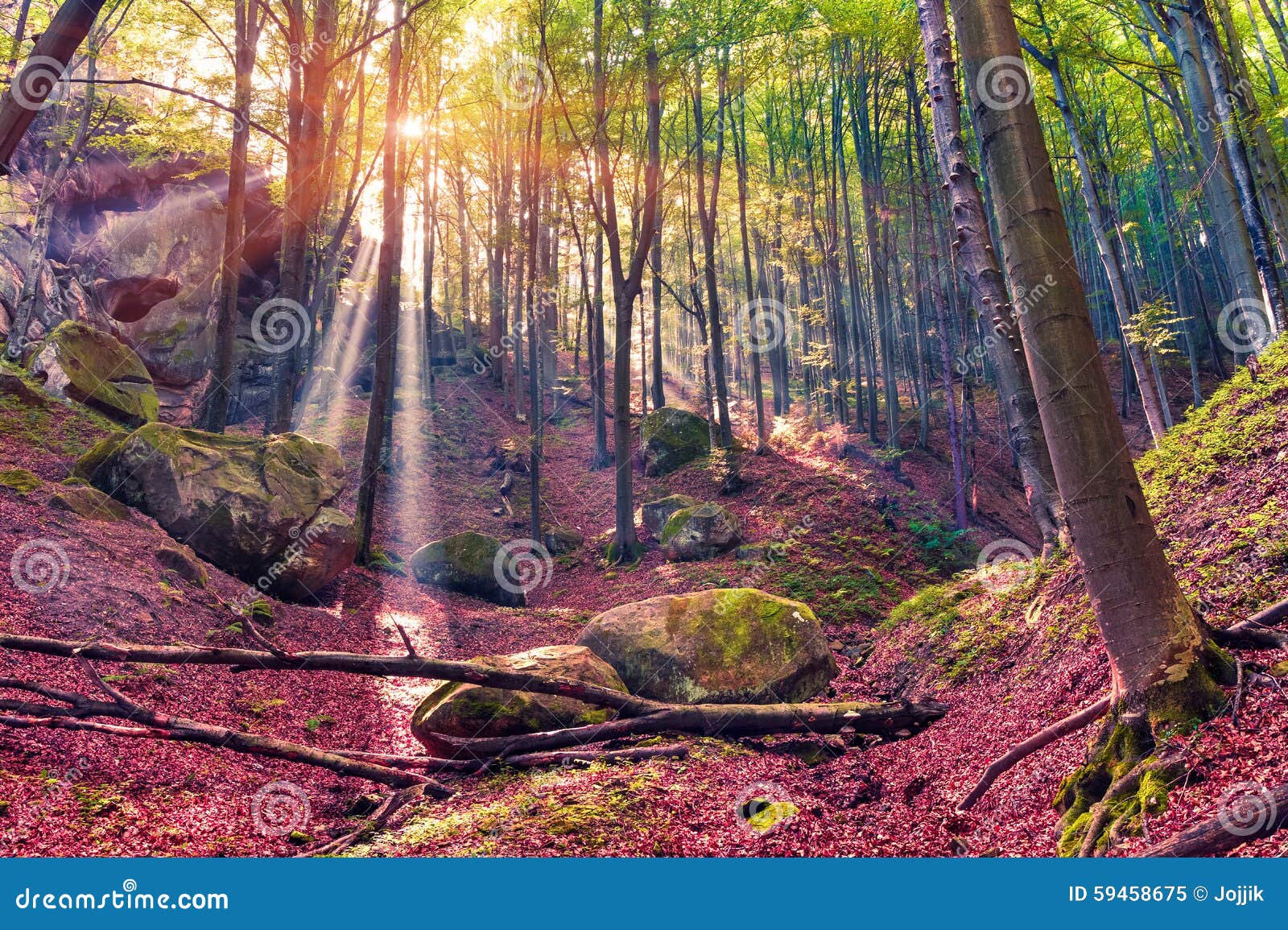 Autumn Morning in Mystical Woods. Stock Image - Image of beam, majestic ...
