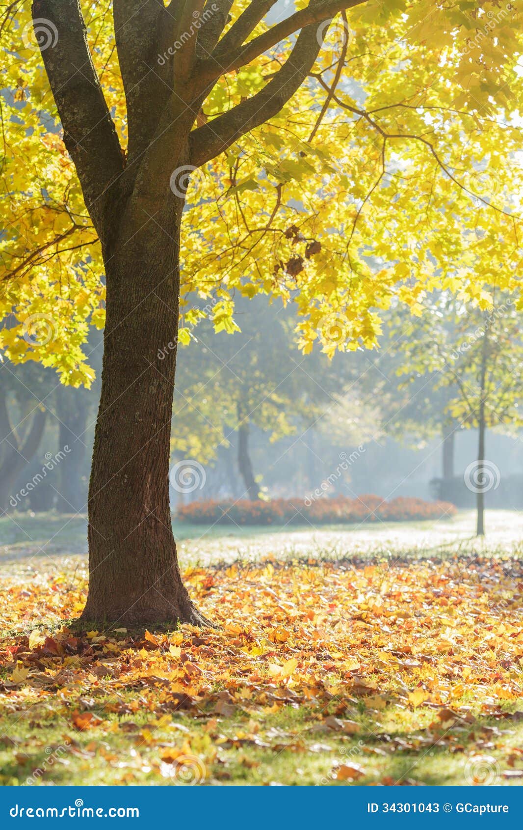 Autumn Morning in Park with Maple Trees Stock Image - Image of ...