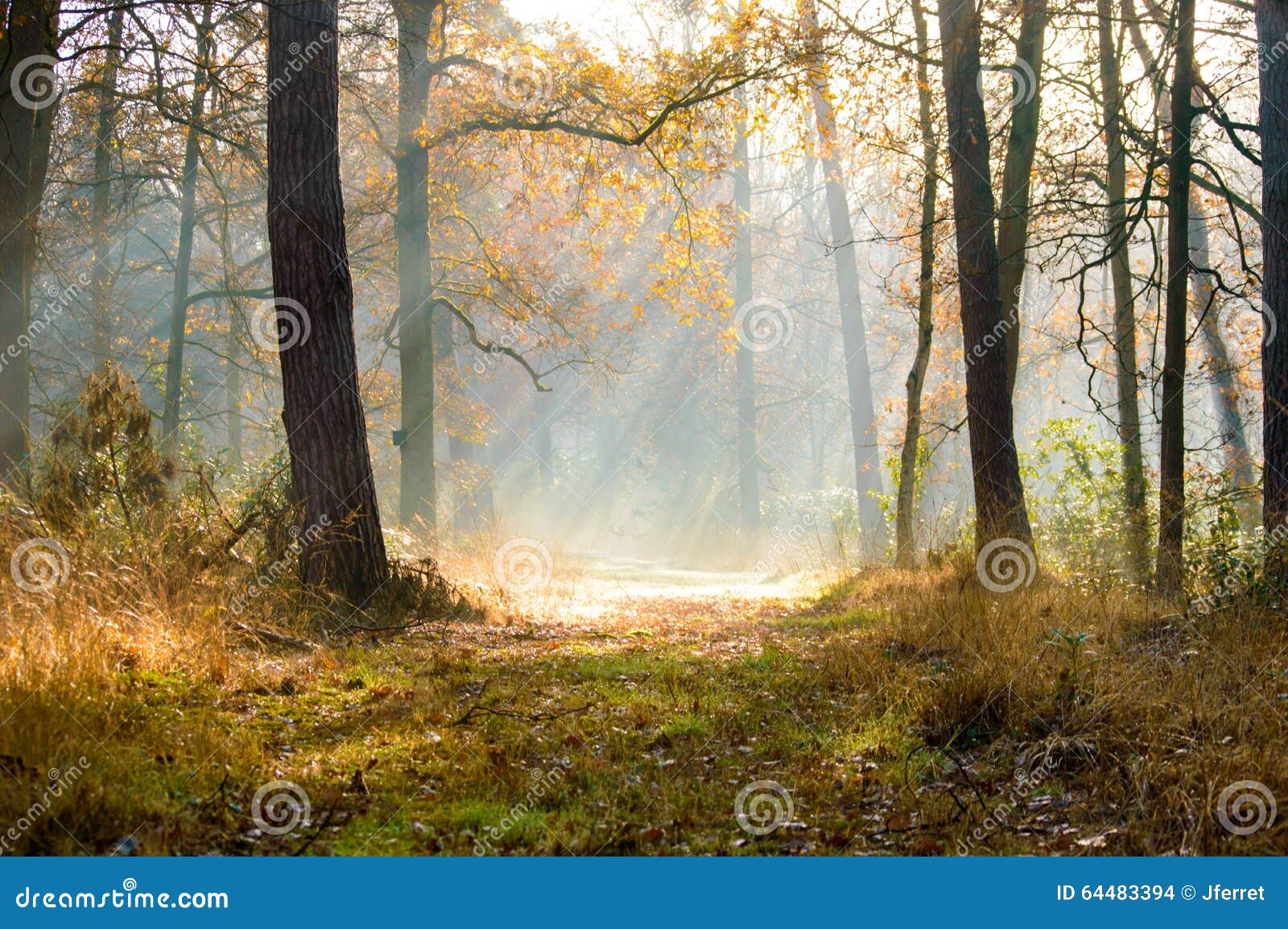 Autumn Morning Sun in a Forest Stock Photo - Image of park, grass: 64483394