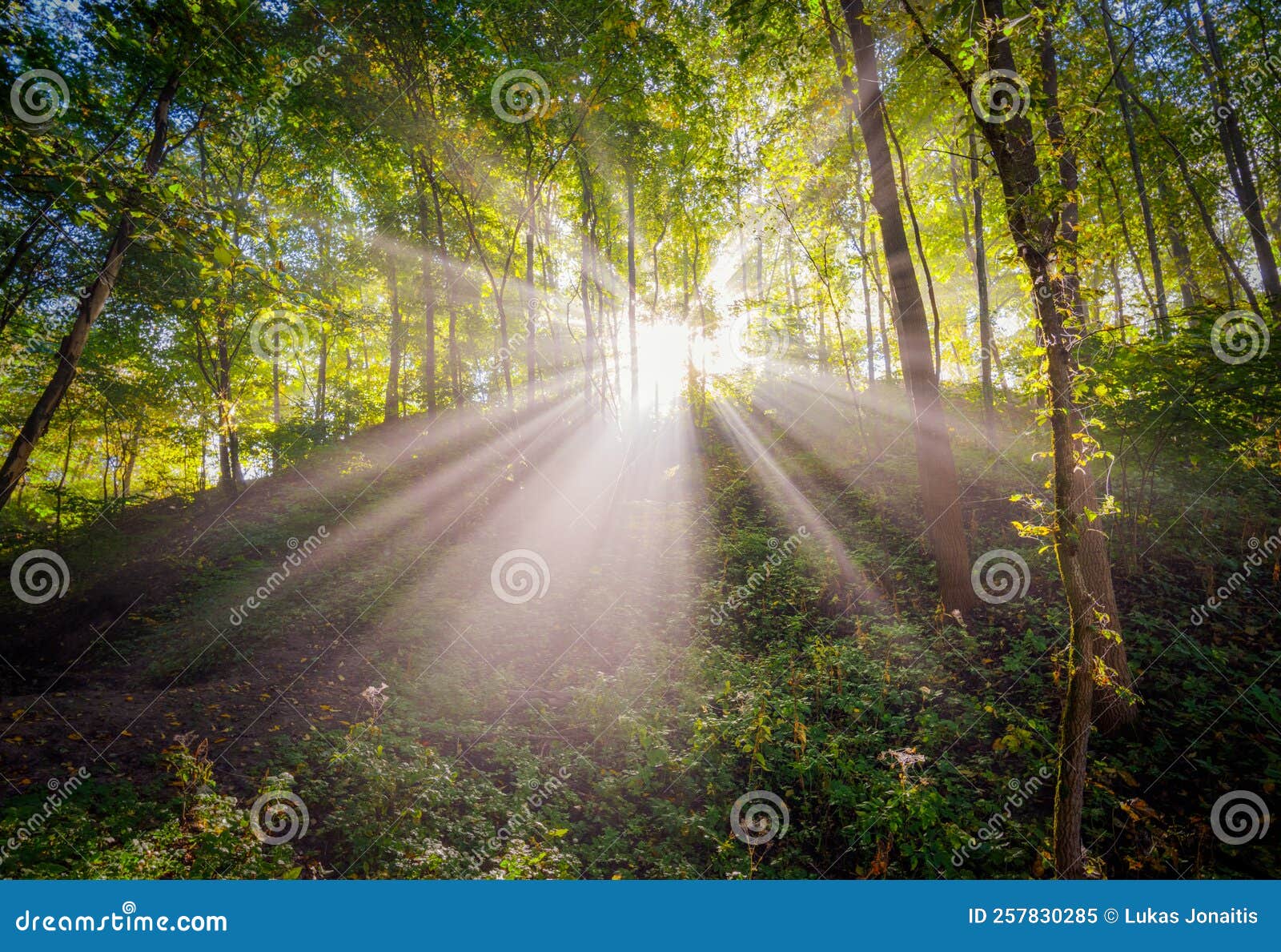 Autumn Morning View in a Mist and Light Rays in the Forest Stock Image ...