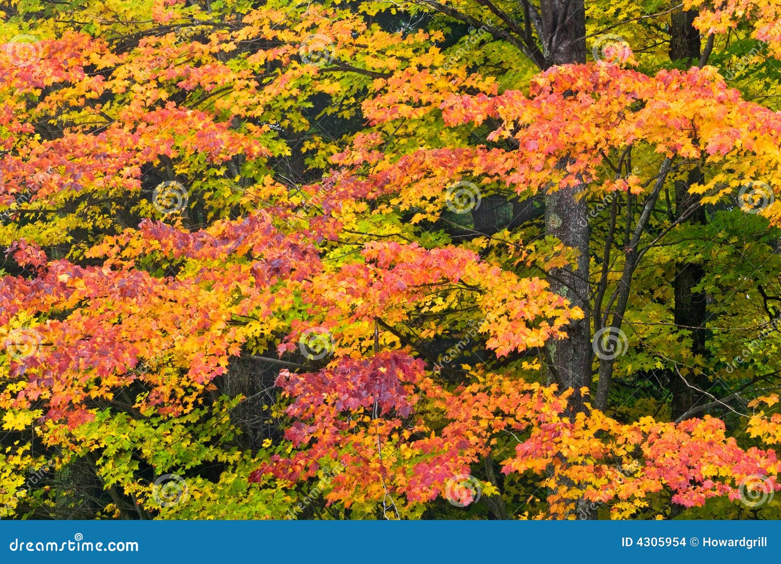 Autumn Mosaic stock photo. Image of abstract, fall, leaf - 4305954