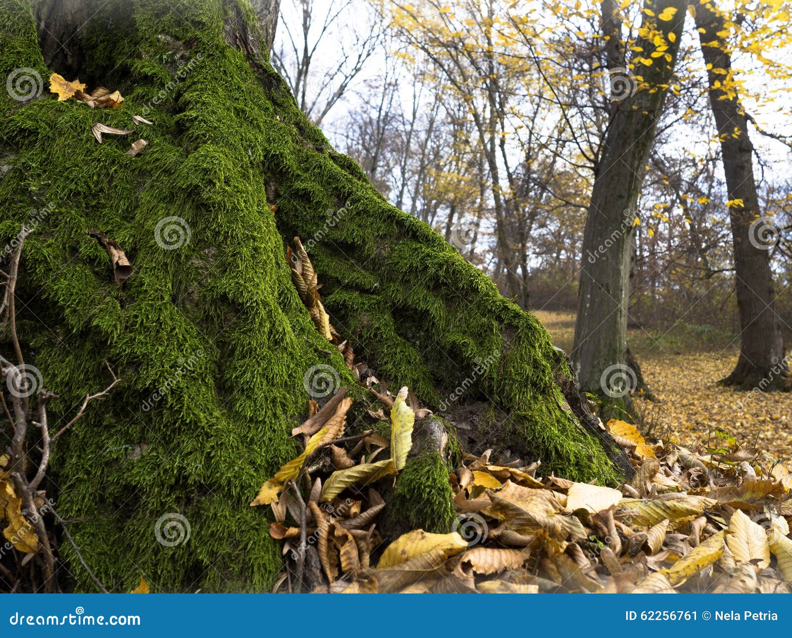 Autumn moss forest stock image. Image of formation, primeval - 62256761