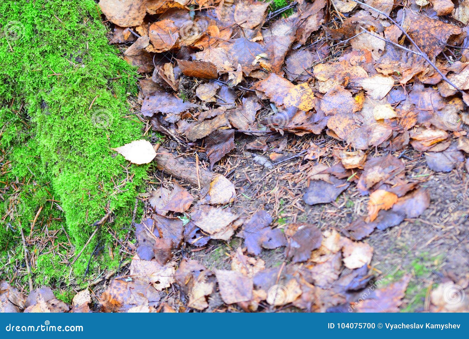 Autumn: Moss and Withered Leaves. Stock Photo - Image of autumn, nature ...