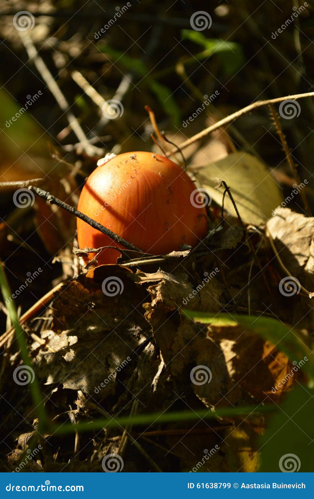 Autumn motives stock image. Image of fallen, nature, motives - 61638799