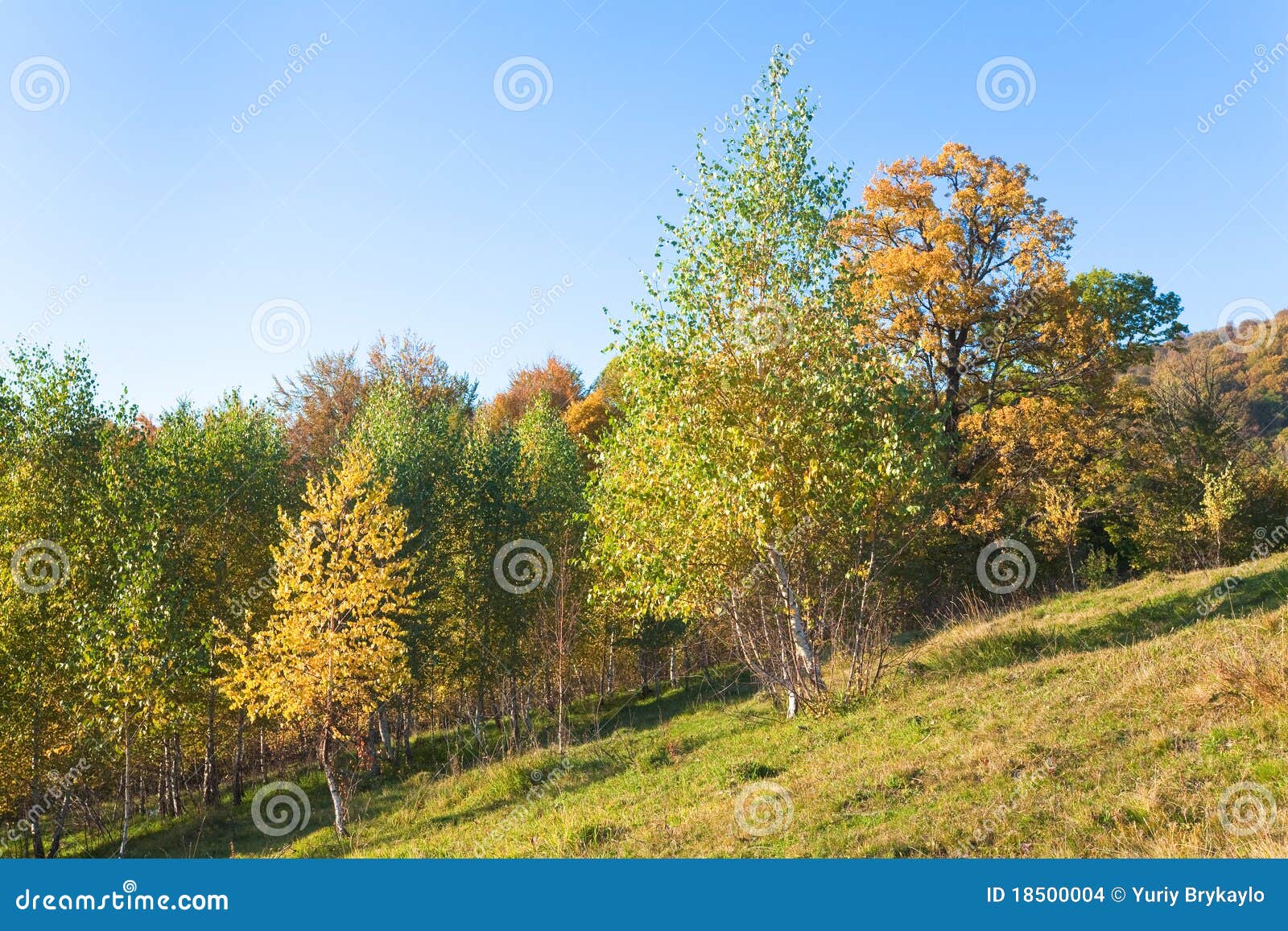 Autumn mountain forest stock photo. Image of sunny, tree - 18500004
