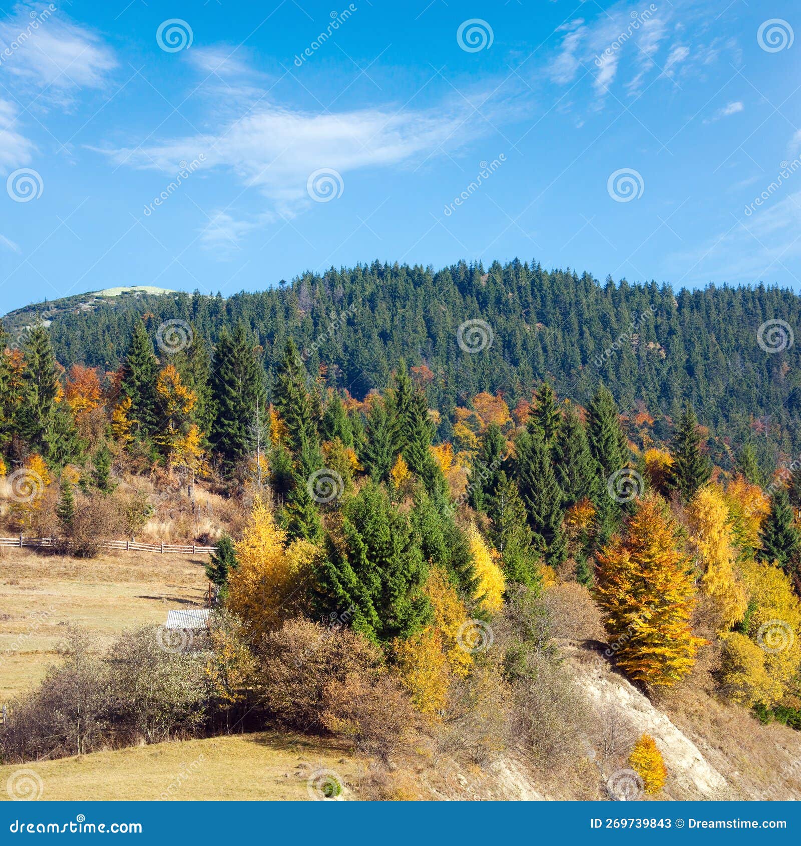 Autumn mountain forest stock image. Image of autumn - 269739843