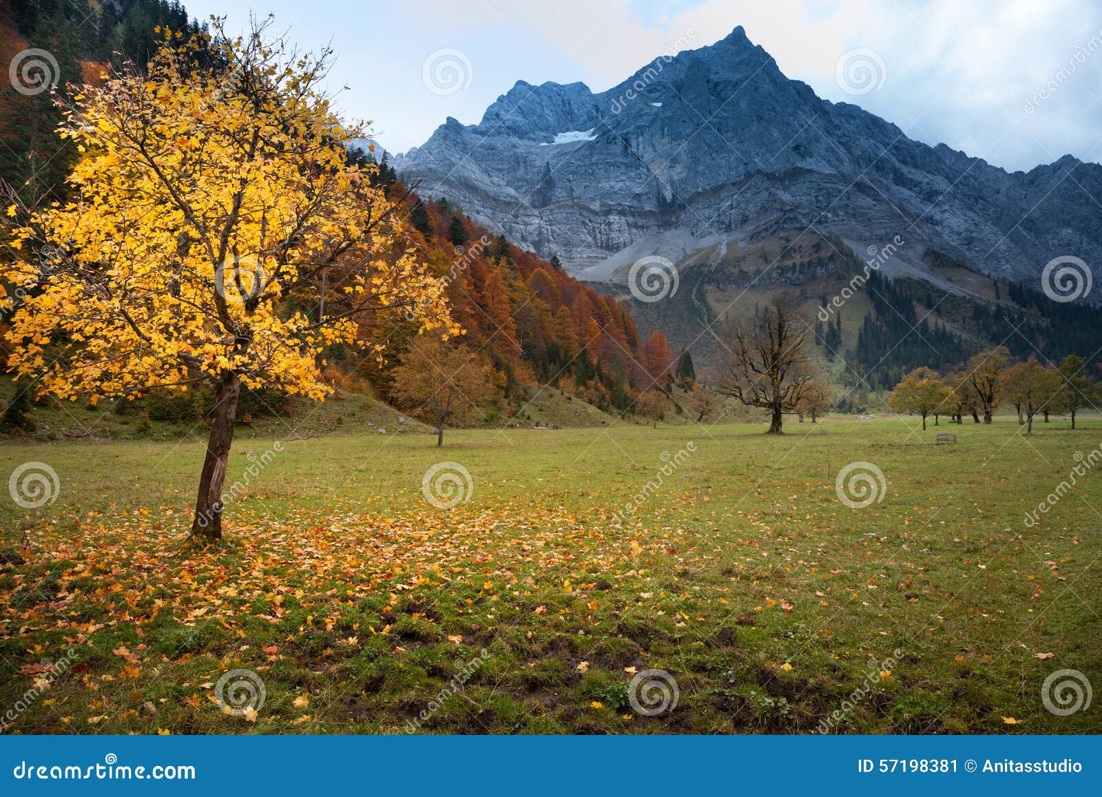 Autumn Mountain Landscape in the Alps with Maple Tree Stock Image ...