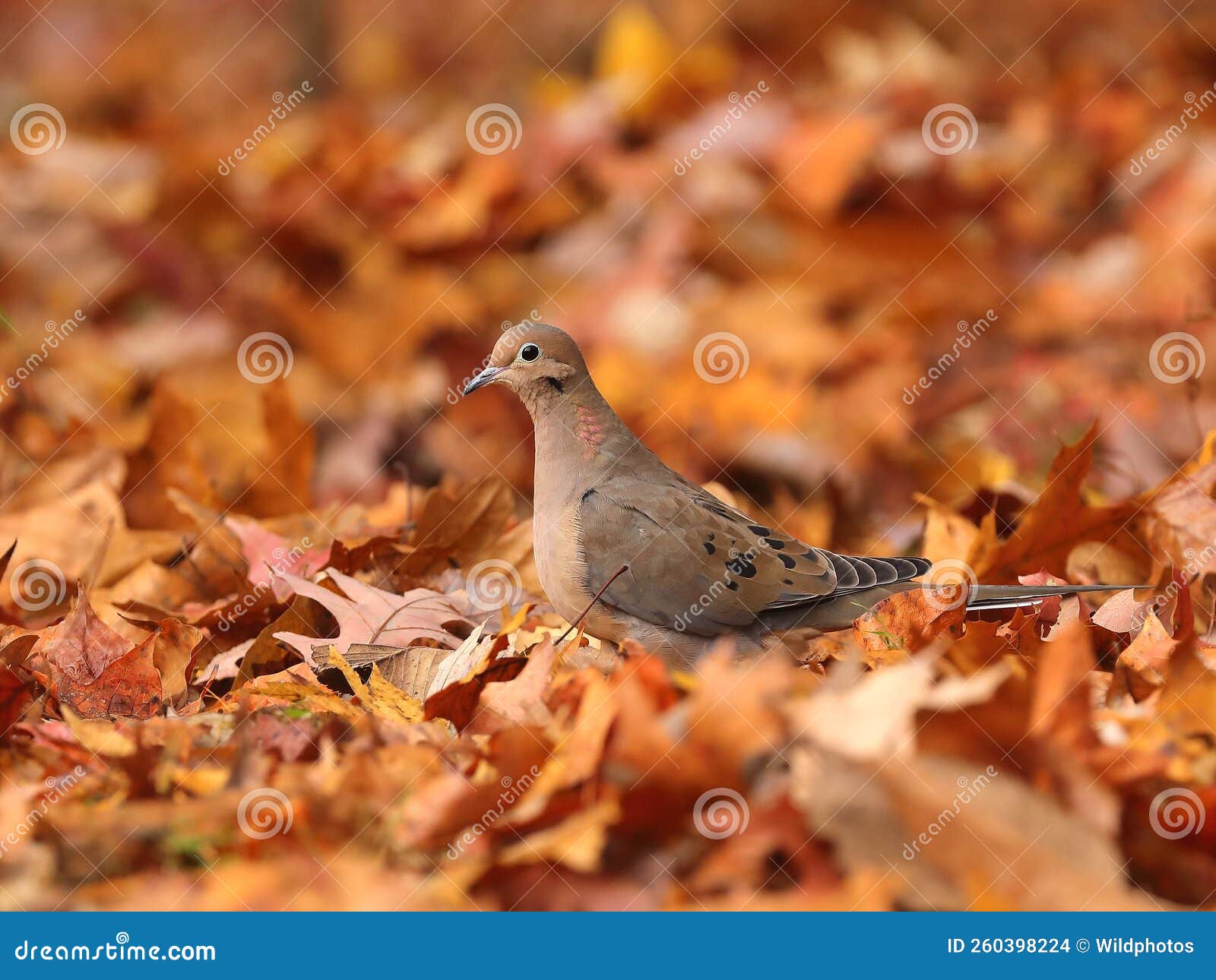 Autumn Mourning Dove stock photo. Image of biodiversity - 260398224
