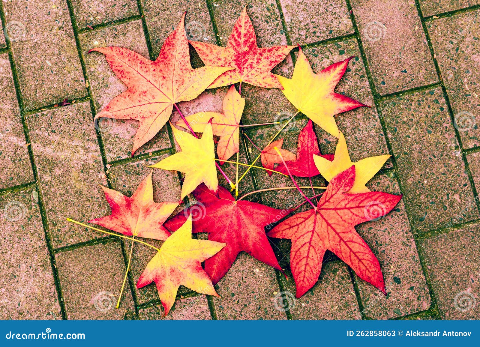 Autumn Multi-colored Leaves on the Sidewalk Stock Image - Image of ...