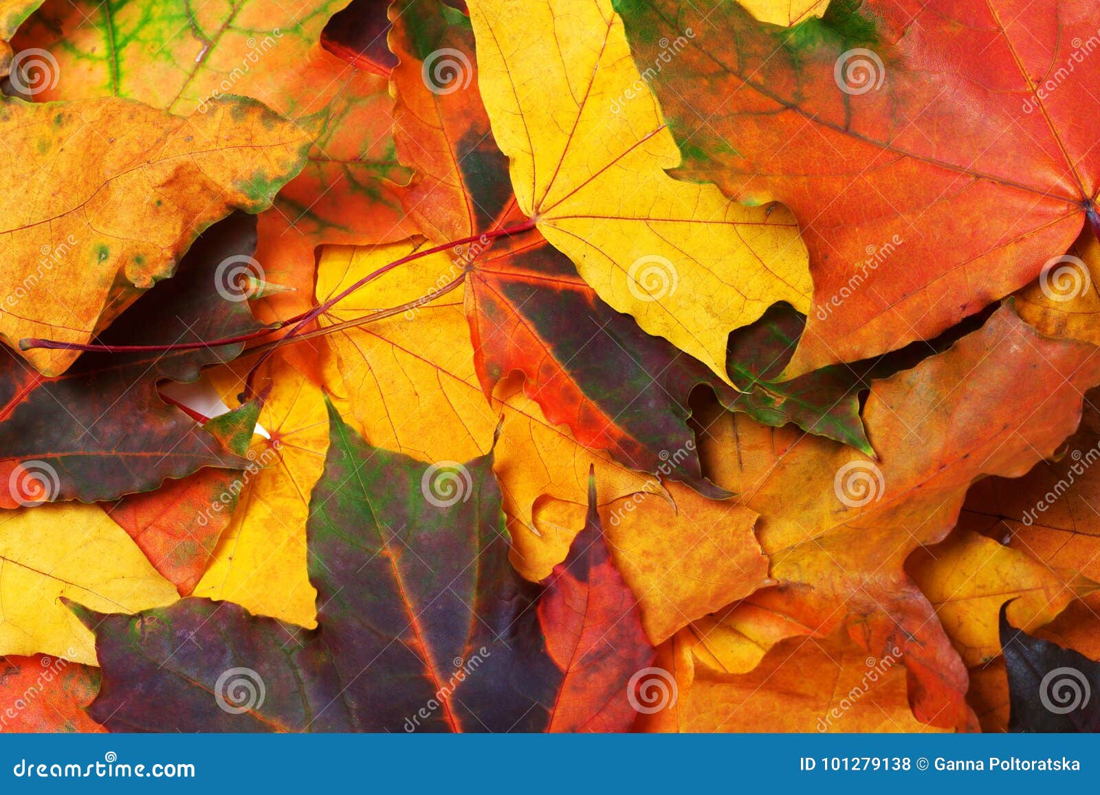 Autumn Multi Colored Maple Leafs Stock Photo - Image of scattered ...