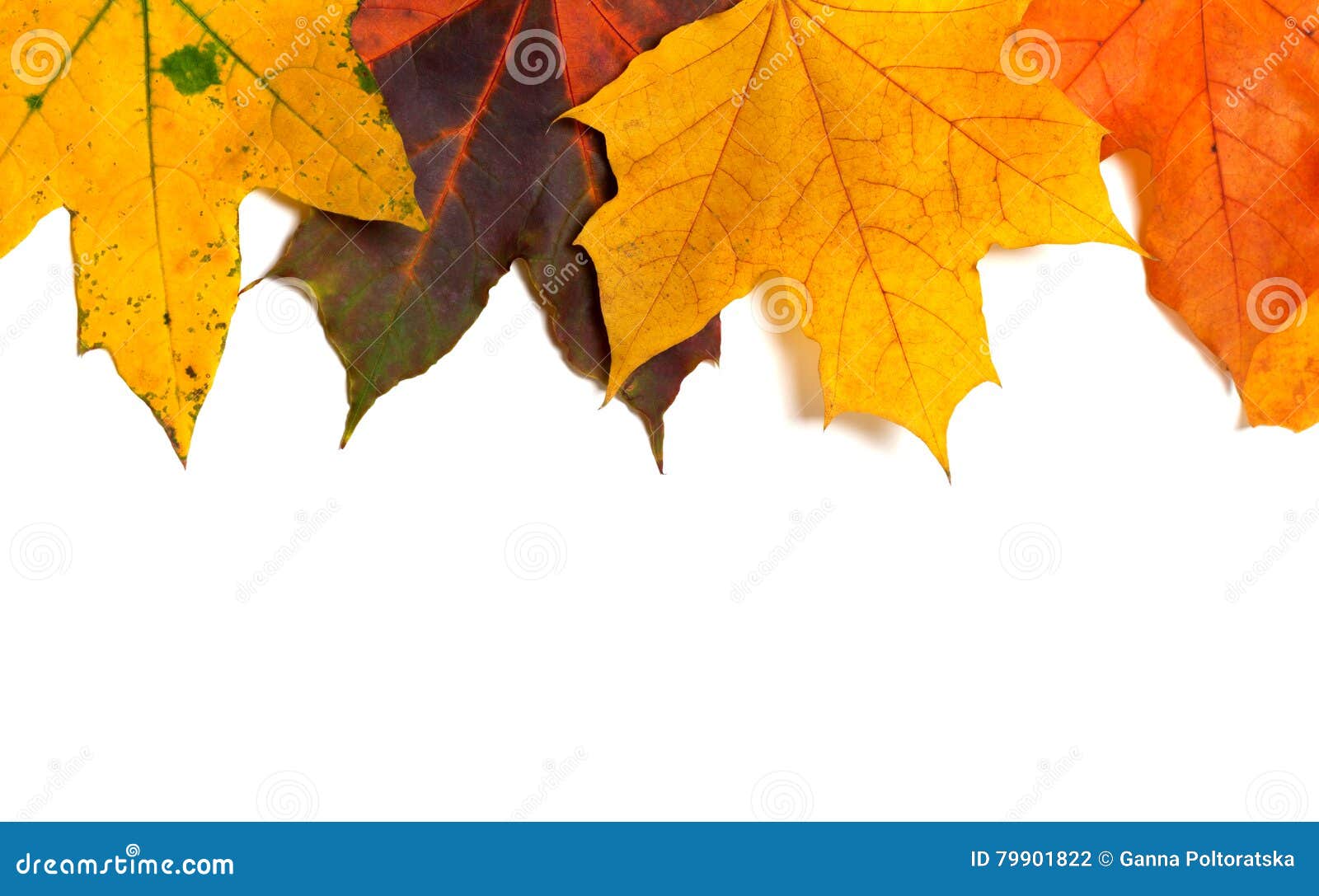 Autumn Multi Colored Maple-leafs Stock Photo - Image of autumnal ...