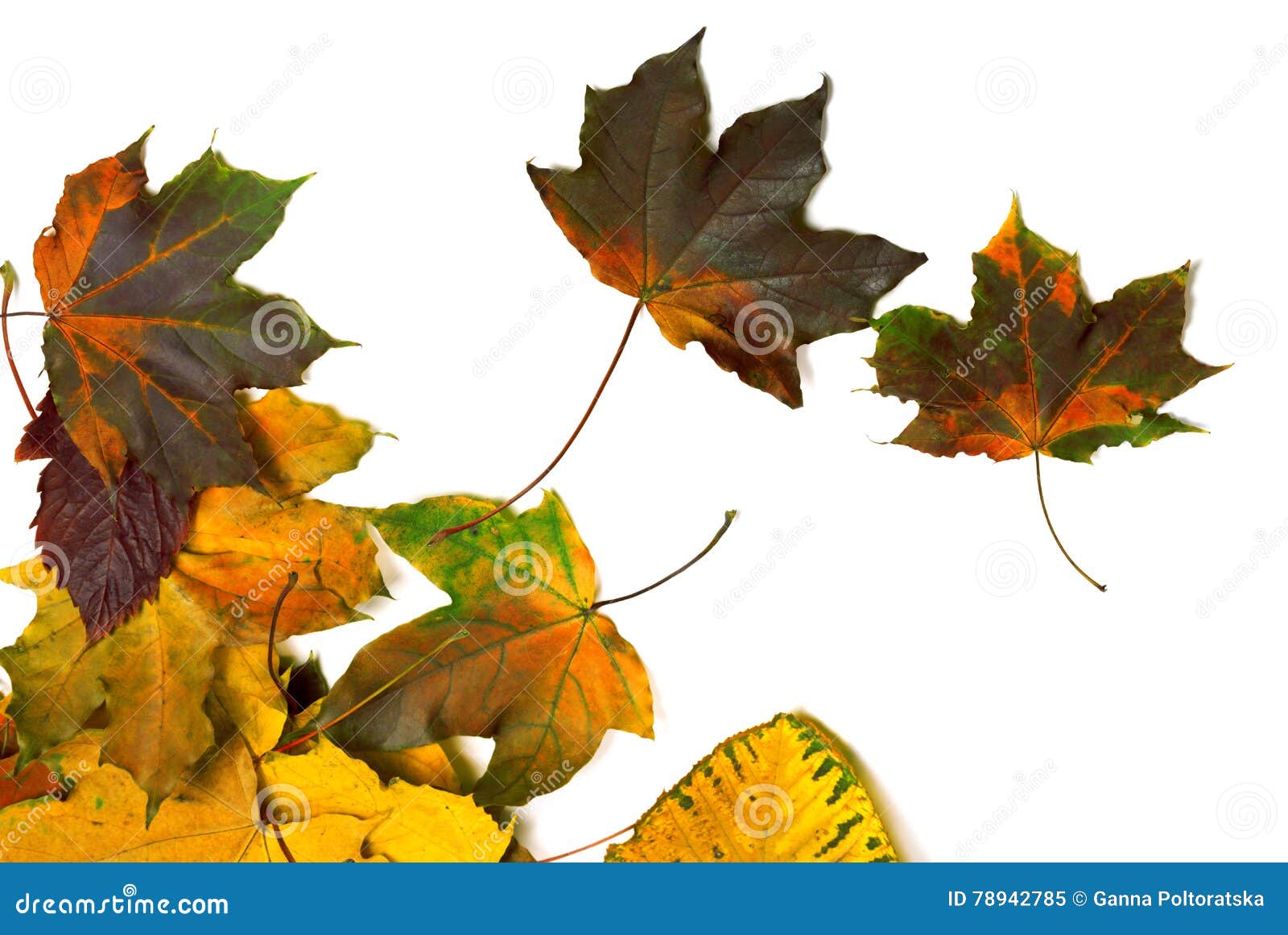 Autumn Multi Colored Maple Leaves Stock Image - Image of maple, foliage ...