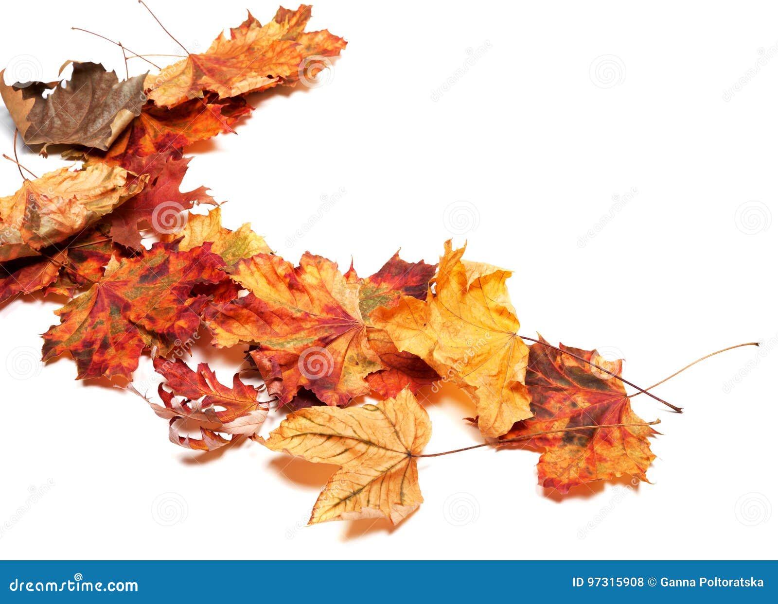 Autumn Multicolor Dry Maple Leafs Stock Photo - Image of forest, nature ...