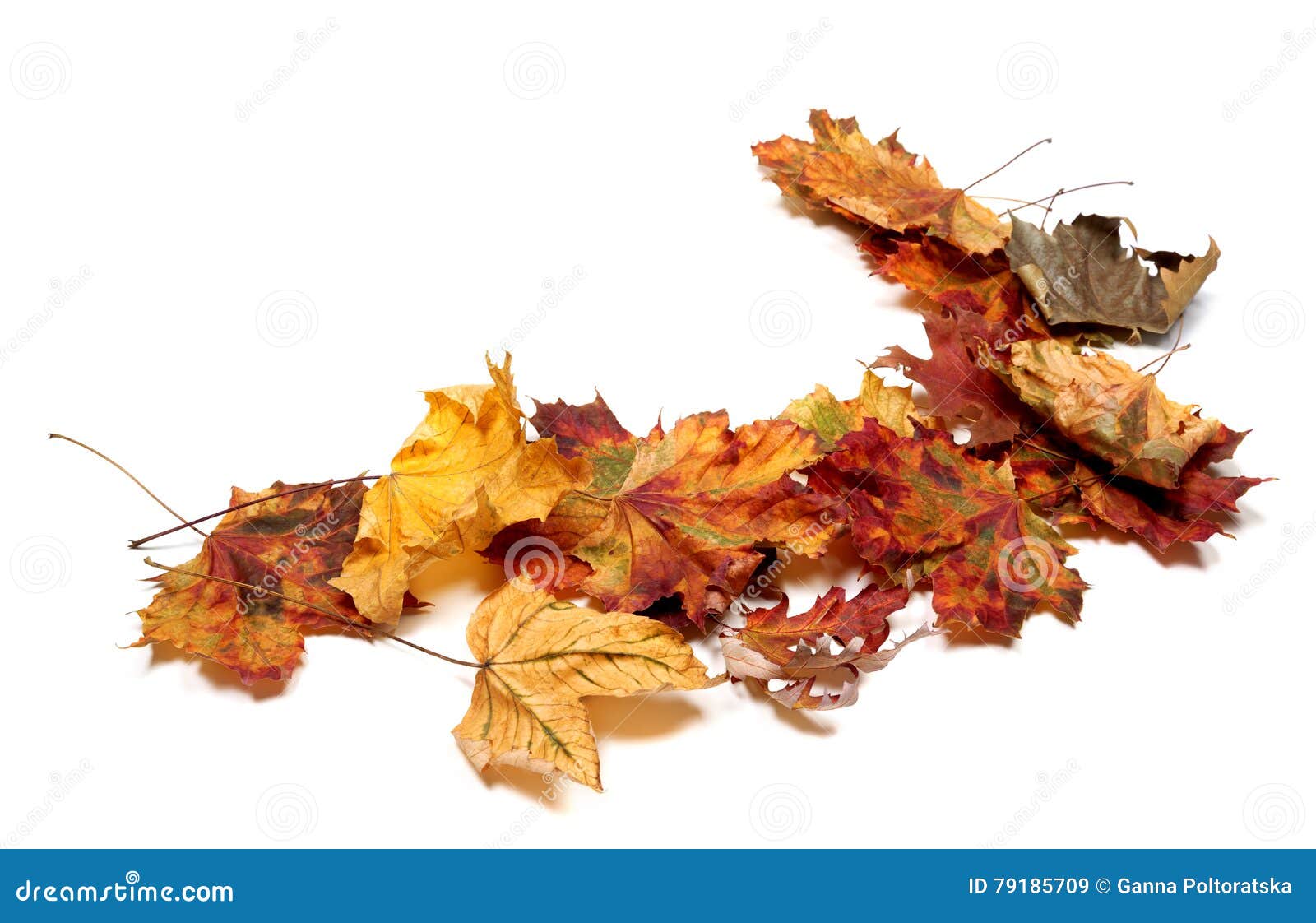Autumn Multicolor Maple Leafs Stock Image - Image of group, heap: 79185709