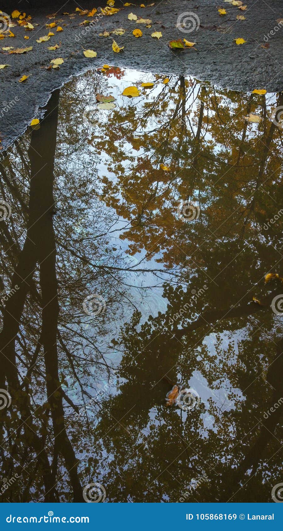 Autumn Trees are Reflected in the Water Stock Image - Image of ... Autumn Trees are Reflected in the Water Stock Image - Image of ...
